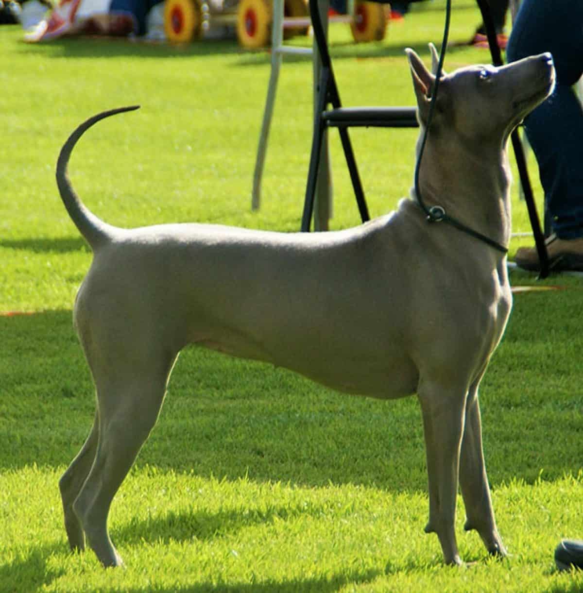 Ultimate Guide To The ‘Pawsome’ Thai Ridgeback - Animalso