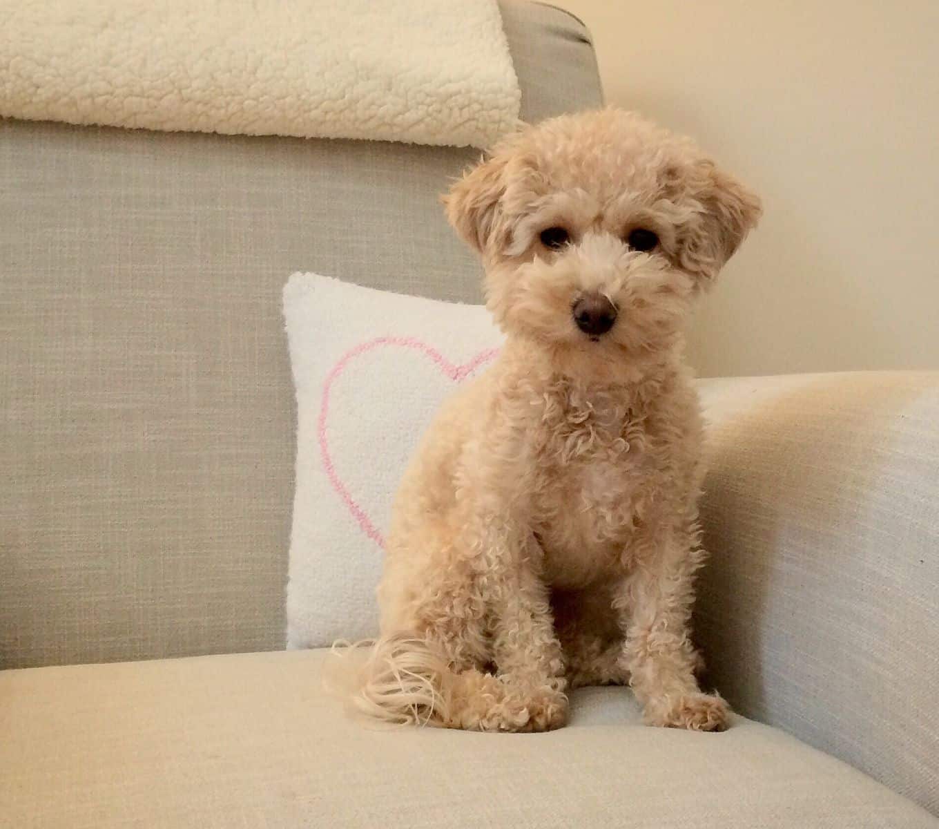 What To Expect With a Poochon (Bichon & Poodle Mix) In Your Life - Animalso