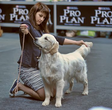 The Ultimate Guide To Dog Shows - Animalso