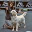 The Ultimate Guide To Dog Shows - Animalso