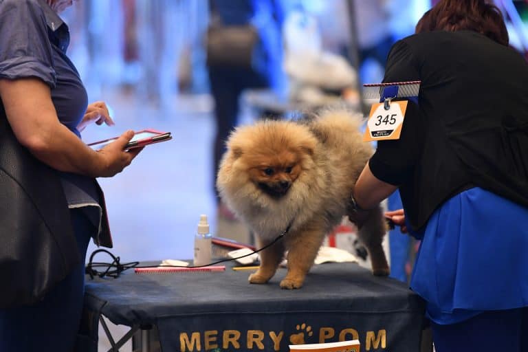 The Ultimate Guide To Dog Shows - Animalso