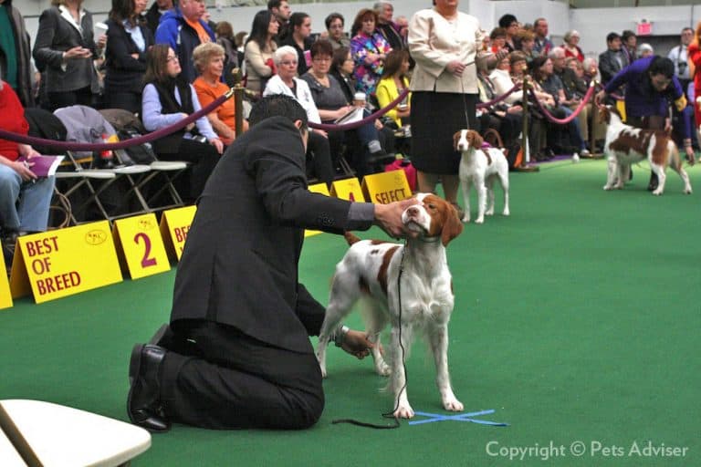 The Ultimate Guide To Dog Shows - Animalso