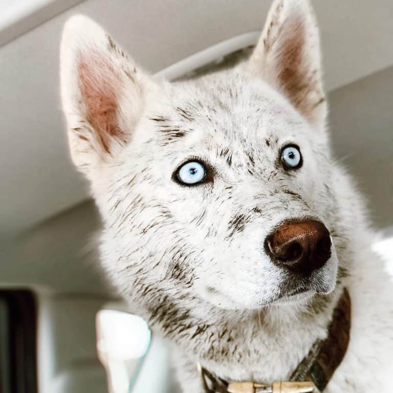 23 Stunning Dogs That Look Like Wolves – Wolfdog UK