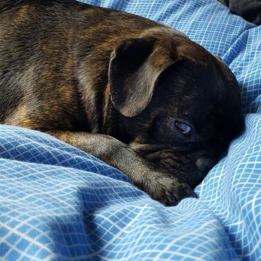 All you need to know about the Bugg, the Boston Terrier Pug Mix - Animalso