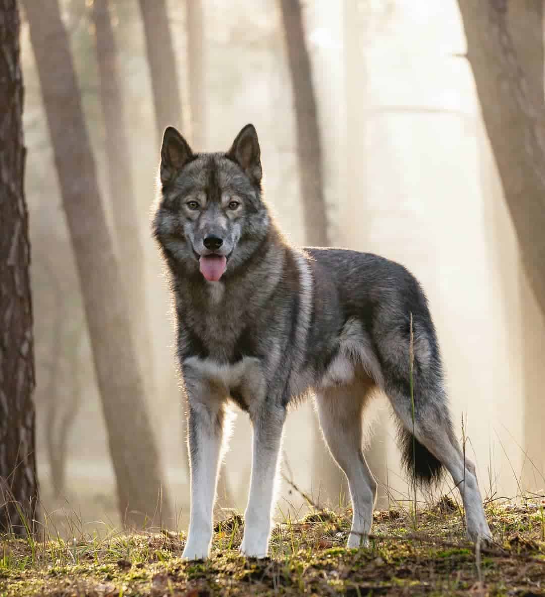 23 Stunning Dogs That Look Like Wolves – Wolfdog UK